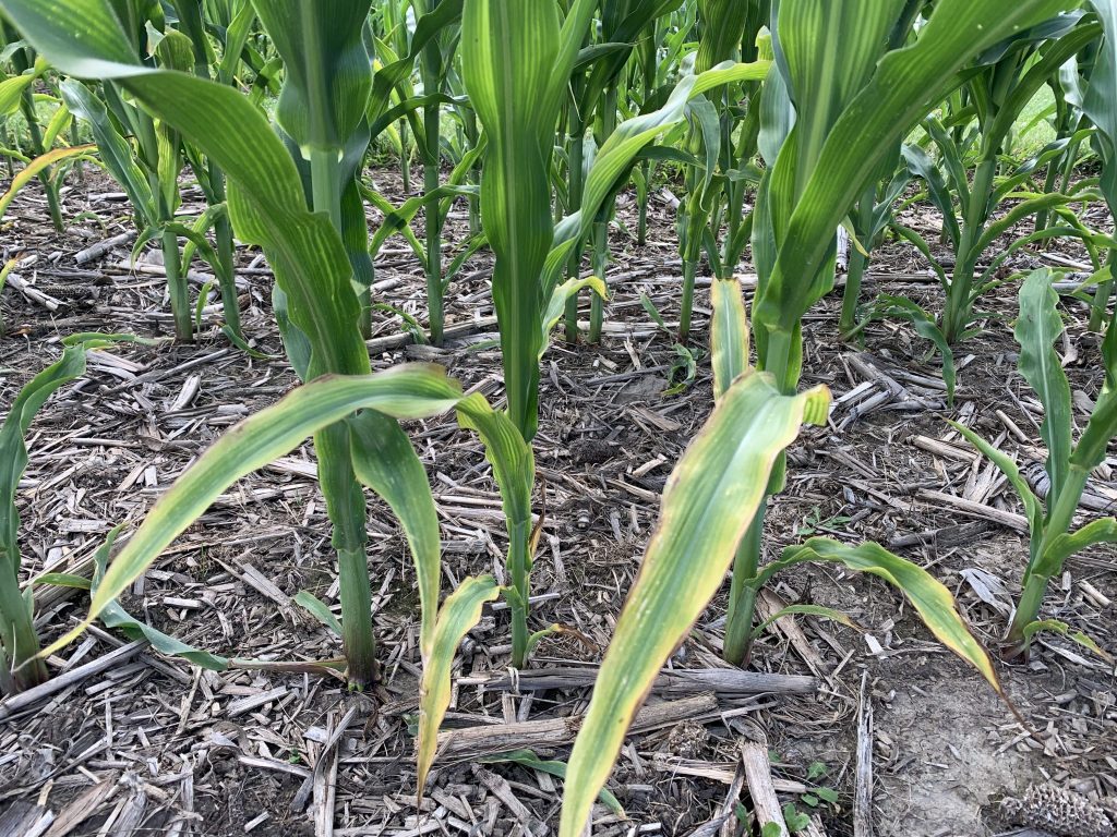 Low Soil Moisture And Compaction Promote Potassium Deficiency | Purdue ...