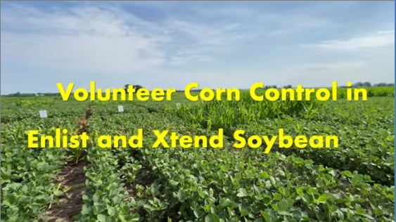 VIDEO: Volunteer Corn Control In Enlist and Xtend Soybeans | Purdue ...