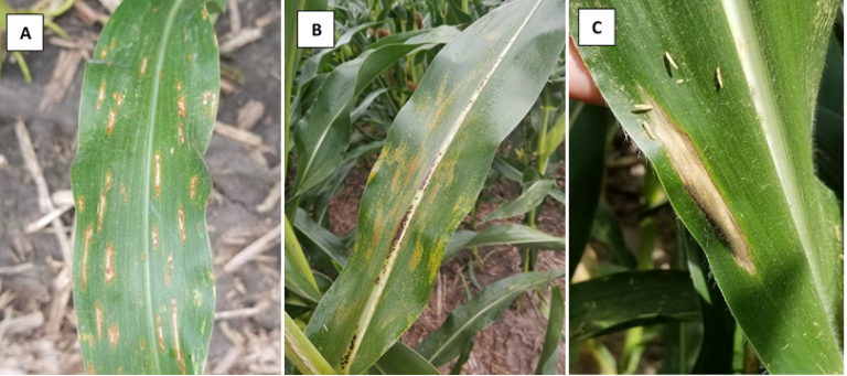 Foliar Disease Update In Indiana Corn And Soybean | Purdue University ...