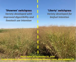 Switchgrass Livestock And Wildlife Forage, Landscaping Plant And ...