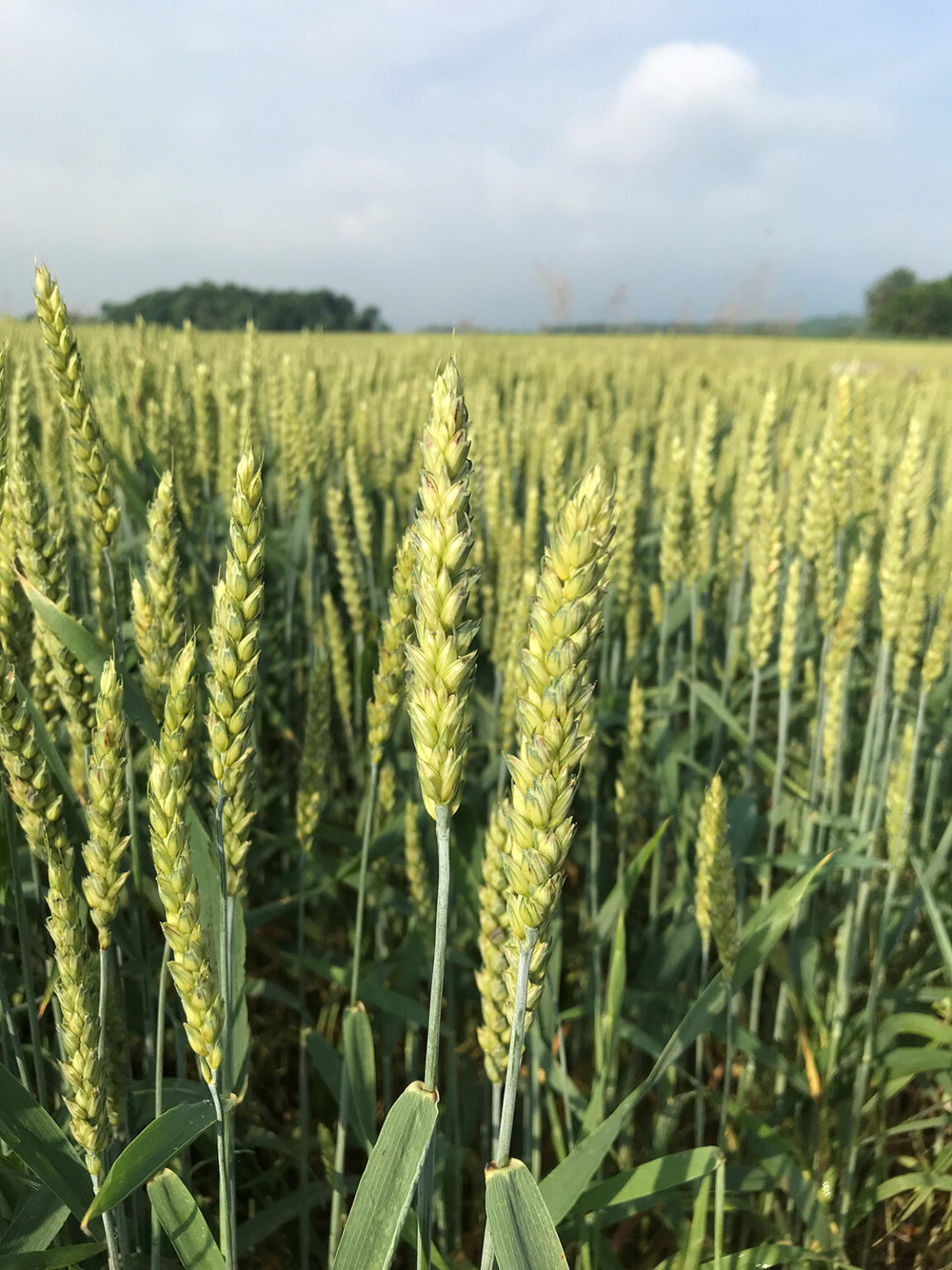 Soft Red Winter Wheat As A Forage | Purdue University Pest&Crop newsletter