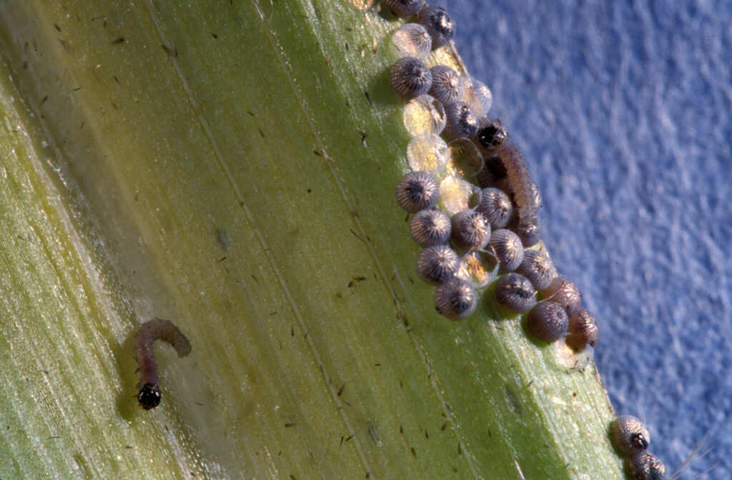 Active Week For Black Cutworm Moth Trappers, What’s Next? | Purdue ...