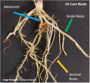 Corn Growth Stages VE To V3…What’s Going On? | Purdue University Pest ...