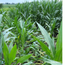 “Flattened” Corn Caused By Wind Damage – Now What? | Purdue University ...