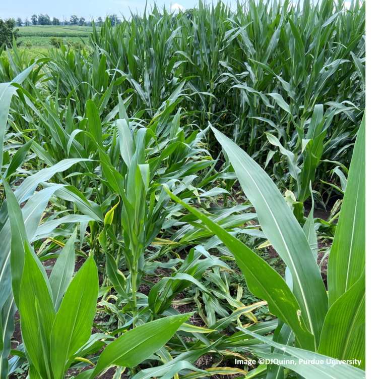 “Flattened” Corn Caused By Wind Damage – Now What? | Purdue University ...