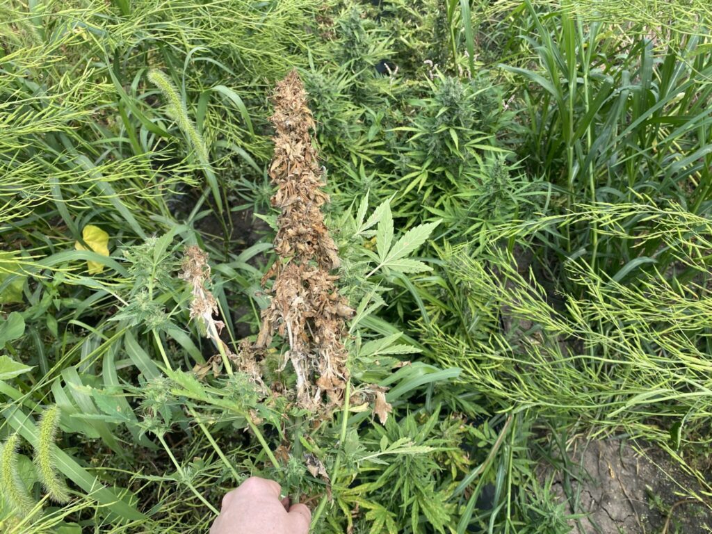 Multiple Diseases Found On Hemp | Purdue University Pest&Crop newsletter