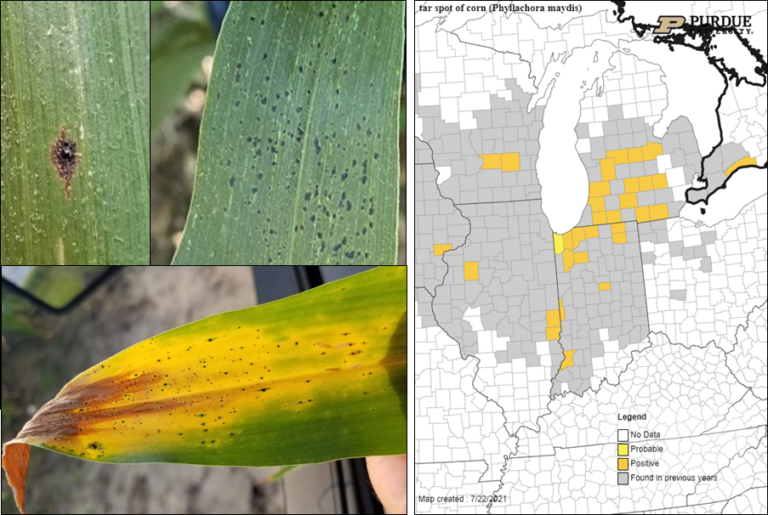 Foliar Disease Update in Indiana Corn and Soybean | Purdue University ...