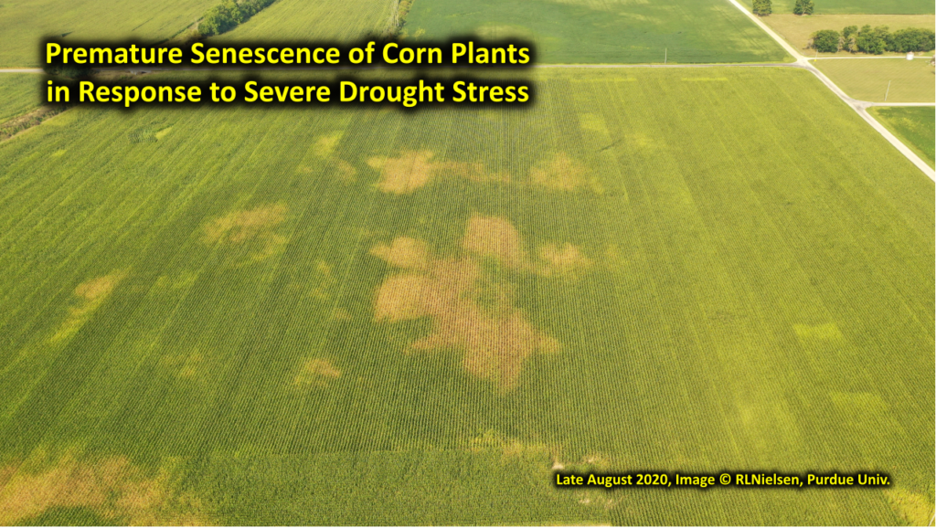 Stress During Grain Fill: A Harbinger of Stalk Health Problems | Purdue ...
