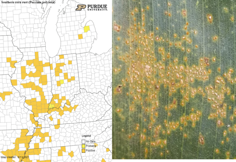 Tar Spot And Southern Corn Rust Update In Indiana | Purdue University ...