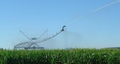 July/August Corn Water Needs | Purdue University Pest&Crop newsletter