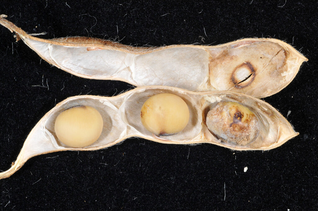 Bean Leaf Beetle Leaf AND Pod Feeding; Some High Beetle Numbers And ...