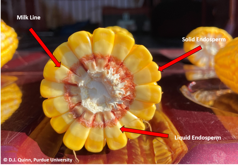 Why The R5 Growth Stage In Corn Still Matters | Purdue University Pest ...