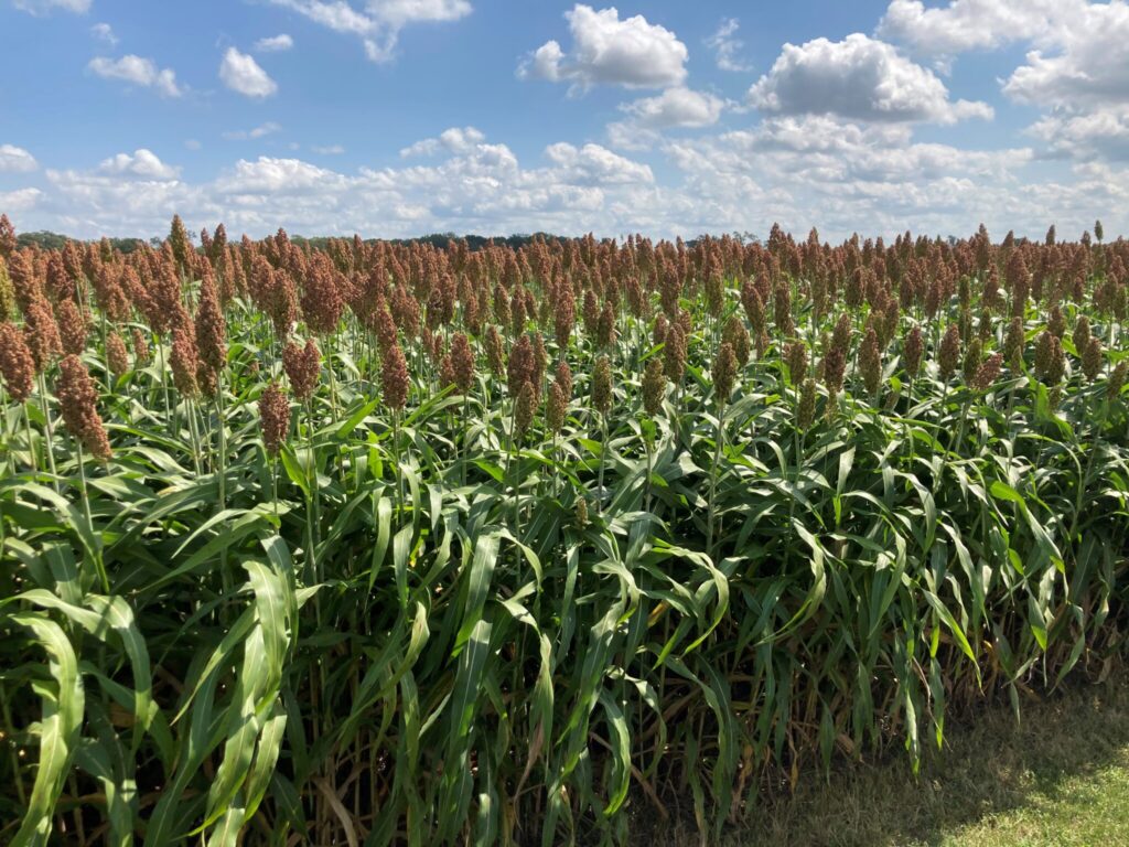 Consider Forage Sorghum As A Corn Silage Alternative? | Purdue ...