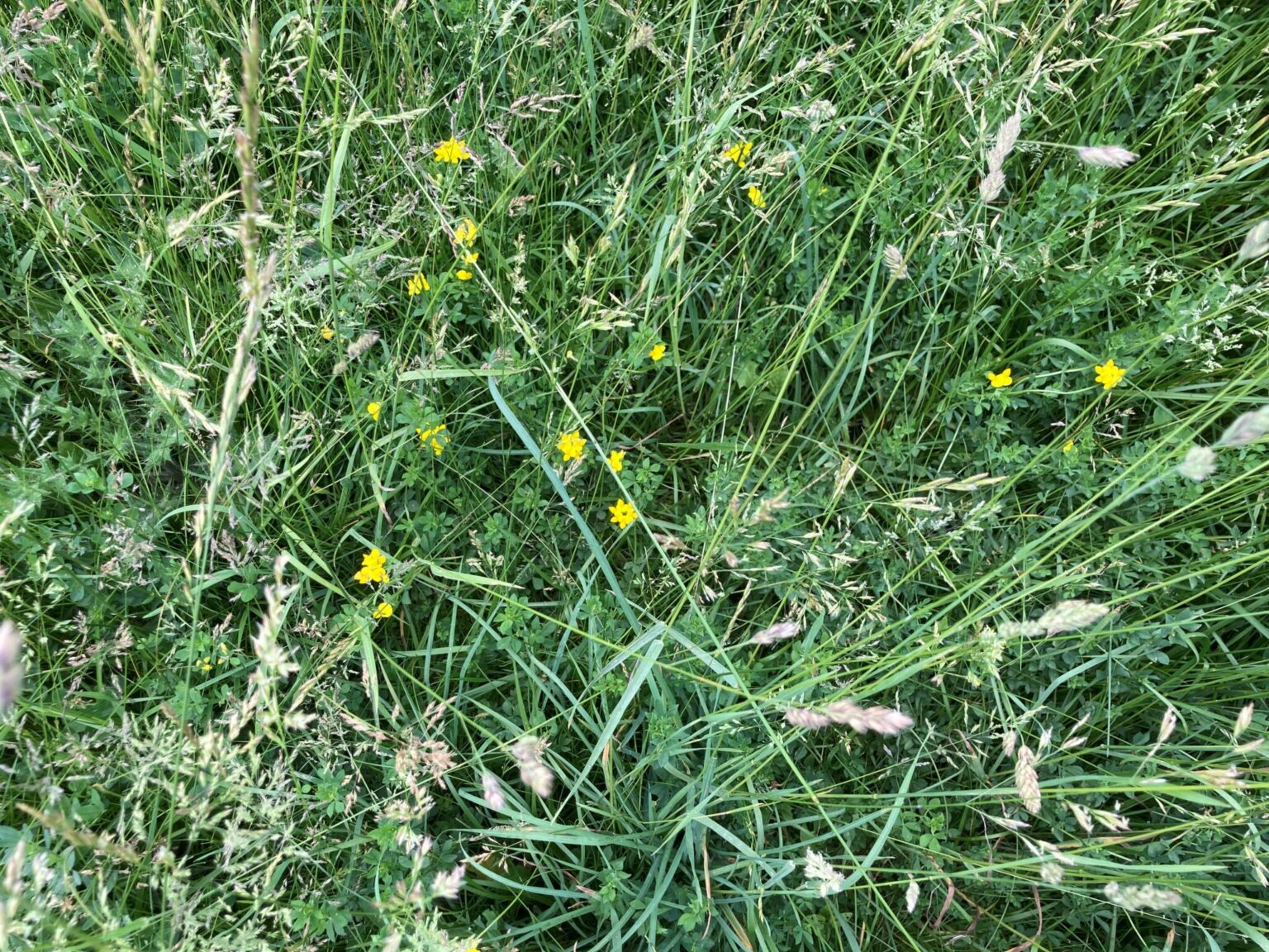 Take Time To Self-Evaluate Your Pasture Management | Purdue University ...