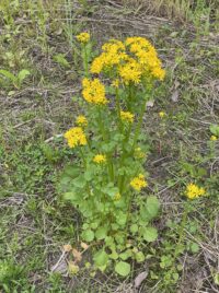 Cressleaf Groundsel | Purdue University Pest&Crop newsletter