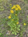 Cressleaf Groundsel | Purdue University Pest&Crop newsletter