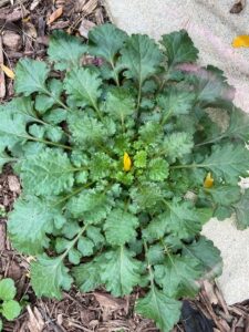 Cressleaf Groundsel | Purdue University Pest&Crop newsletter