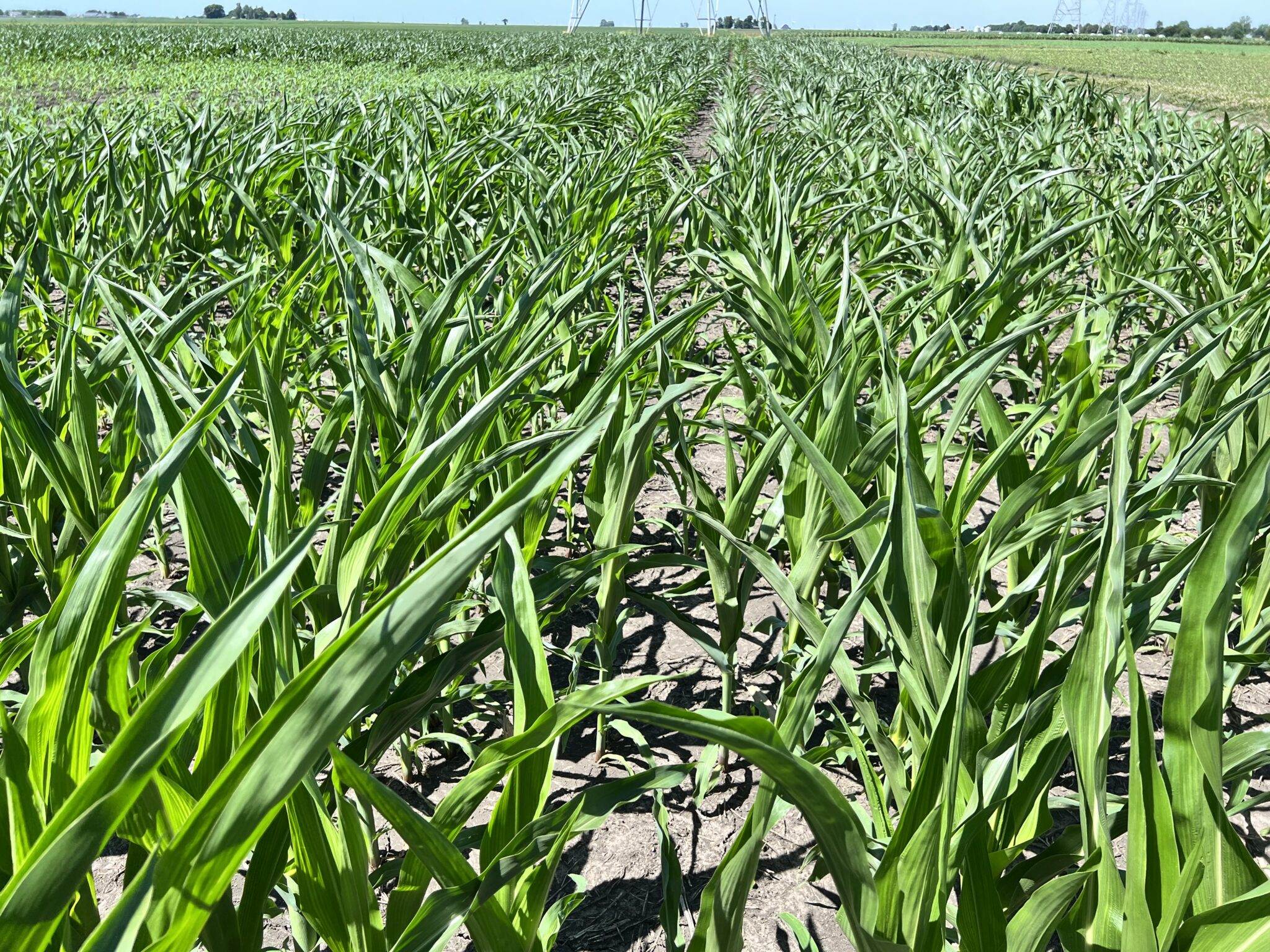 Heat Stress And Drought Considerations For Corn Purdue University Heat Stress And Drought Considerations For Corn Purdue University