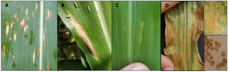 Field Crop Disease Resources For Indiana | Purdue University Pest&Crop ...
