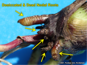 “Rootless” Or “Floppy” Corn Syndrome | Purdue University Pest&Crop ...