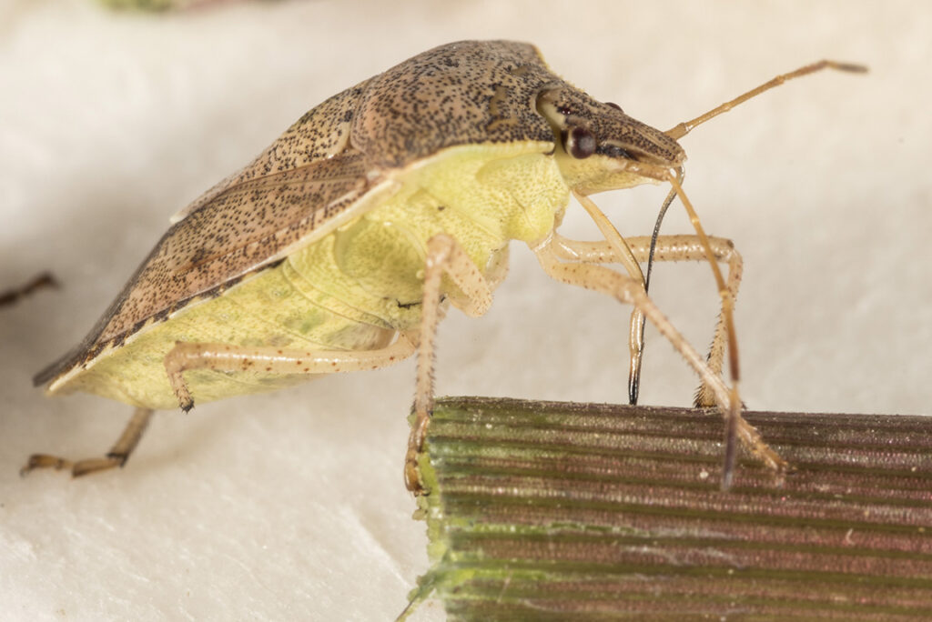 Stink Bug Whorl Damage In Corn | Purdue University Pest&Crop newsletter