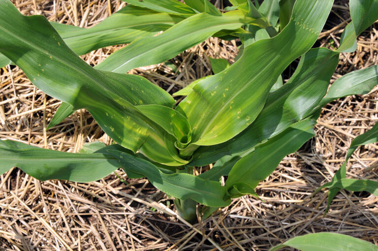 Stink Bug Whorl Damage In Corn | Purdue University Pest&Crop newsletter