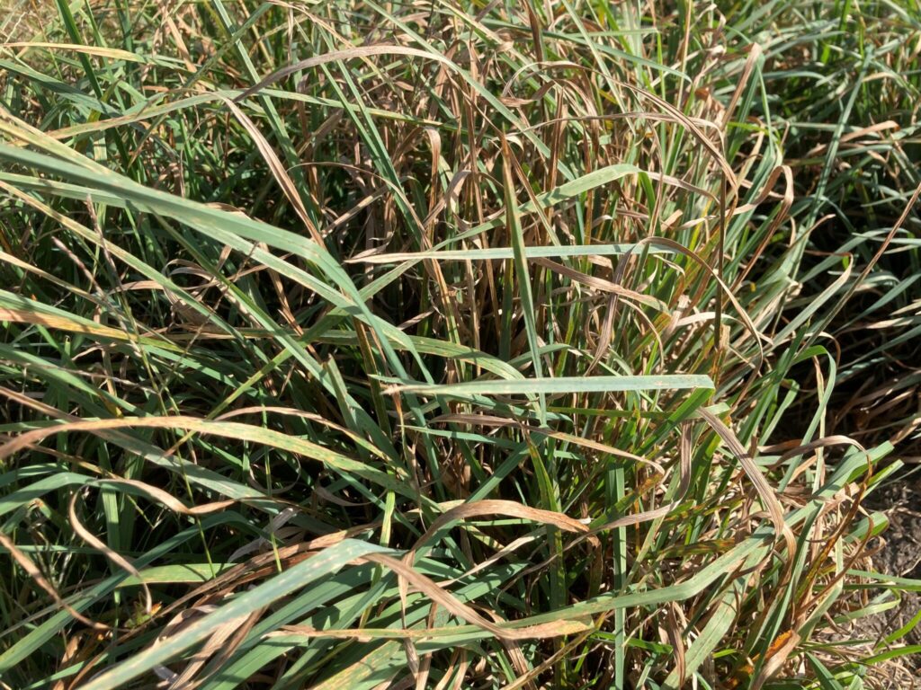 Don’t Get In A Rush – Evaluate Forage Species And Varieties Before ...