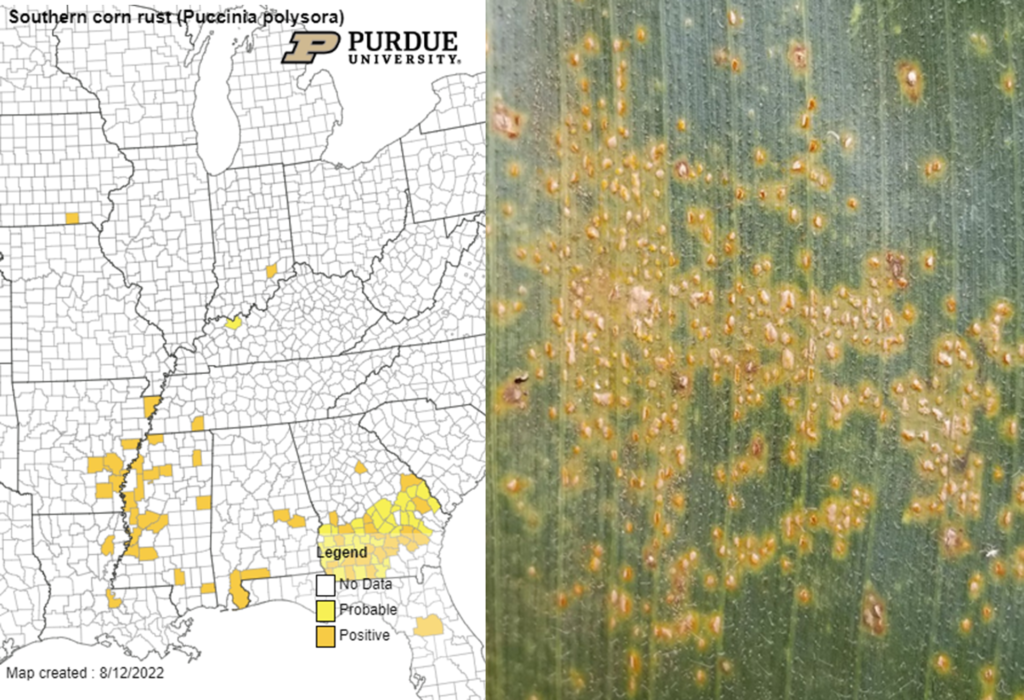 Tar Spot And Southern Corn Rust Update In Indiana | Purdue University ...