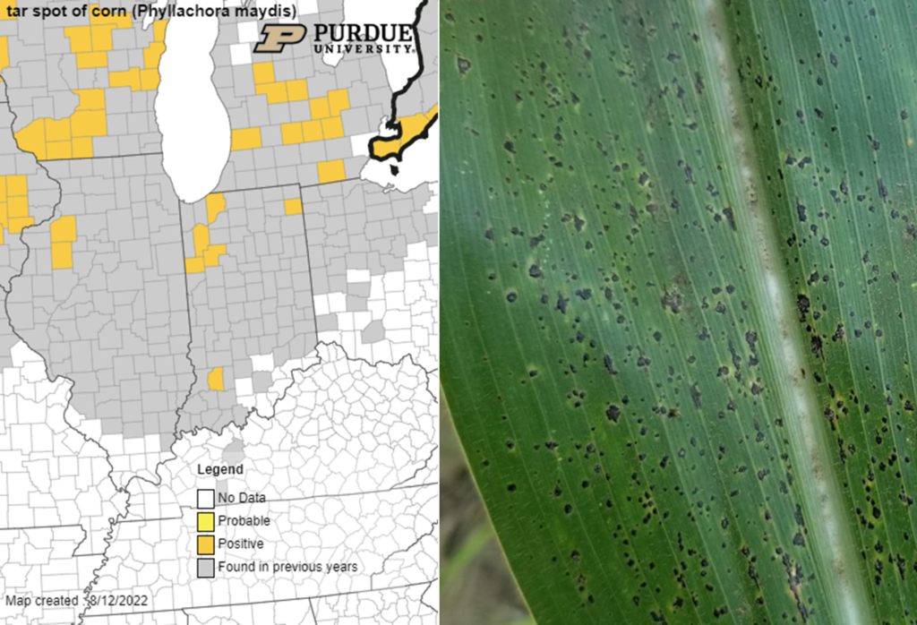 Tar Spot And Southern Corn Rust Update In Indiana | Purdue University ...