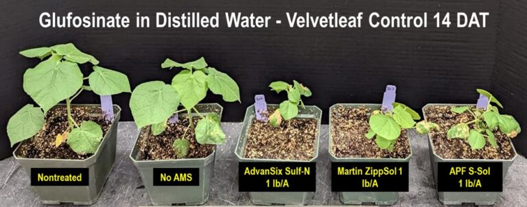 Does AMS Color Influence Weed Control With Glyphosate And Glufosinate ...