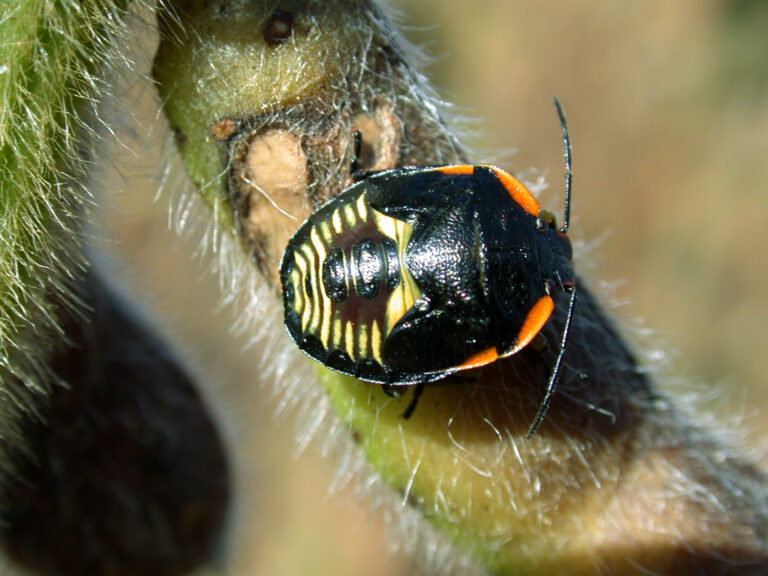 As Soybeans Mature, Watch For Pod Feeders Moving In Late | Purdue ...