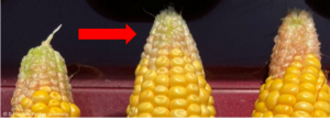 “Tip Back” In Corn – What Is It And What Does It Mean? | Purdue ...