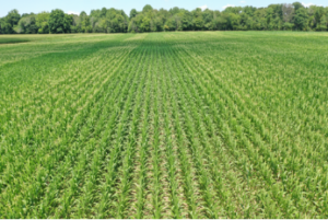 Corn Response To Starter Fertilizer In Indiana | Purdue University Pest ...