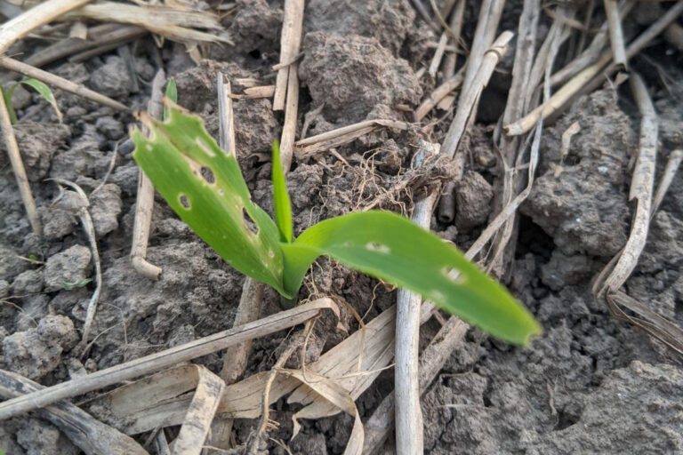 Black Cutworm Damage Reported In Soybean And Sweet Corn | Purdue ...