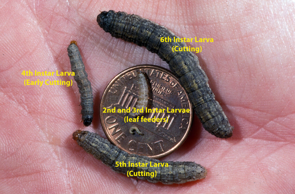 Timing Black Cutworm Scouting | Purdue University Pest&Crop newsletter