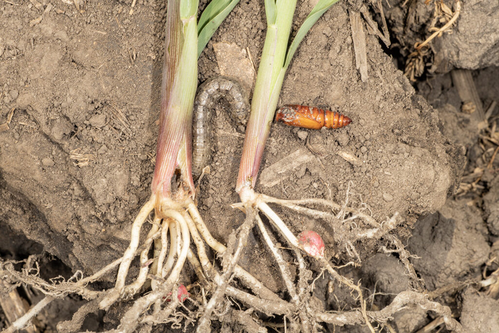 Who Done It? How IPM Would’ve, Could’ve, Should’ve Saved The Field ...