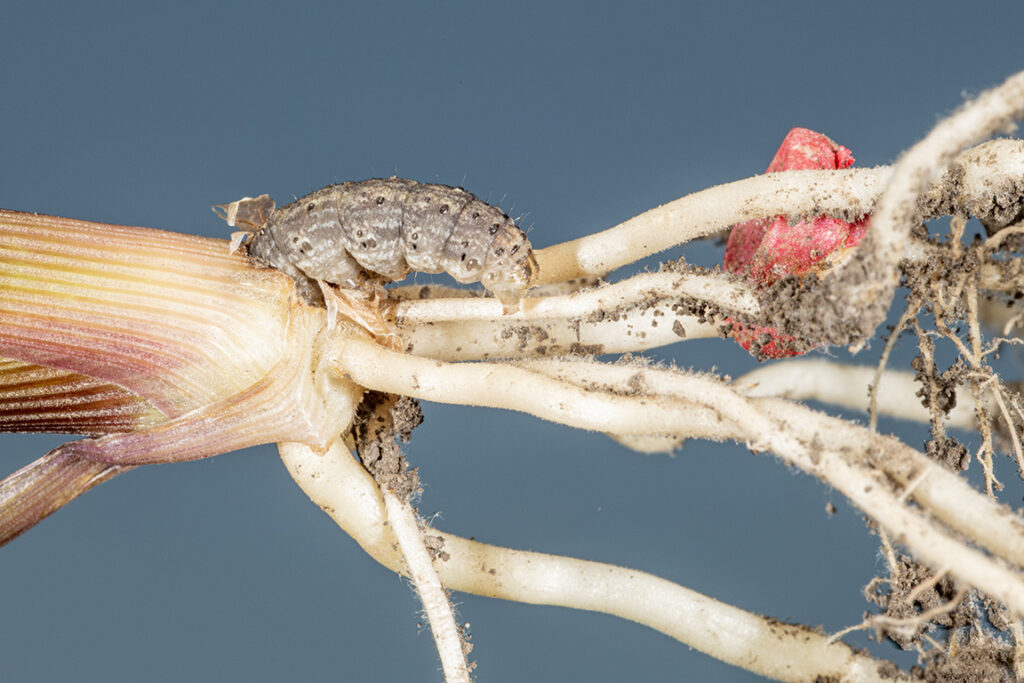 Who Done It? How IPM Would’ve, Could’ve, Should’ve Saved The Field ...