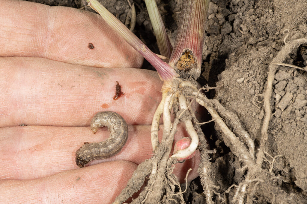 Who Done It? How IPM Would’ve, Could’ve, Should’ve Saved The Field ...