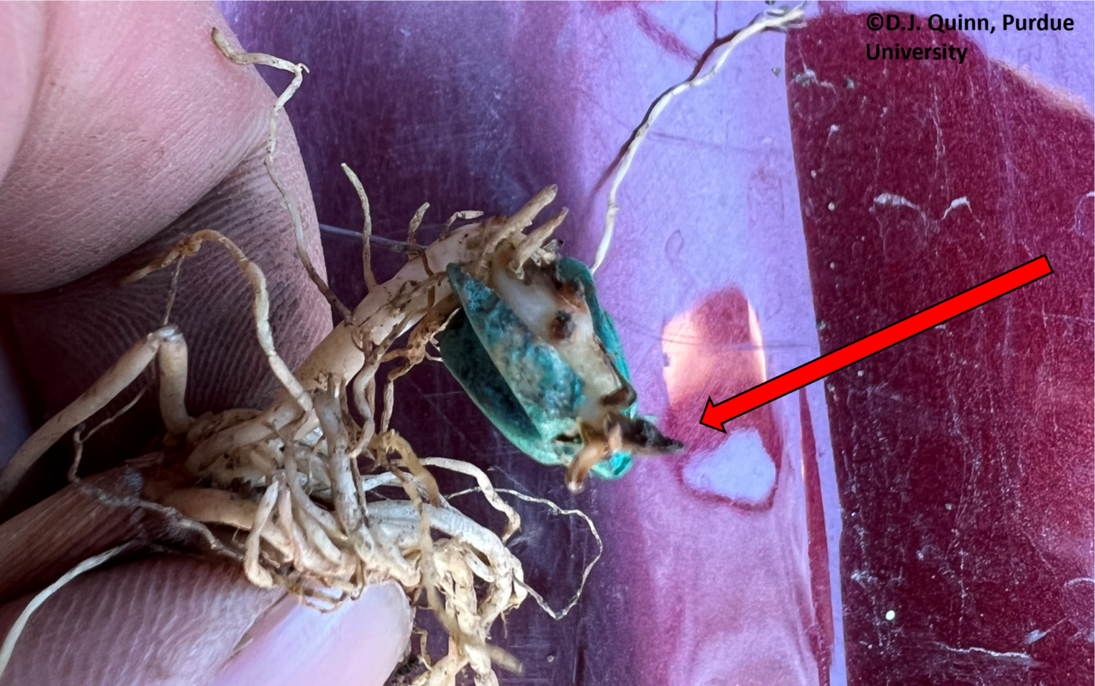 Be Mindful Of Corn Root Damage Caused By Starter Fertilizer | Purdue ...
