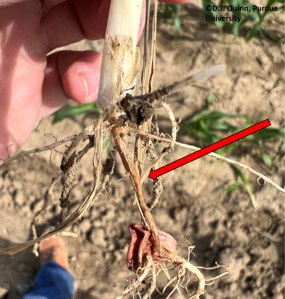 Be Mindful Of Corn Root Damage Caused By Starter Fertilizer | Purdue ...