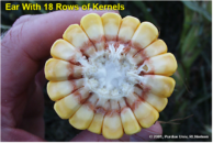 Ear Size Determination In Corn | Purdue University Pest&Crop newsletter
