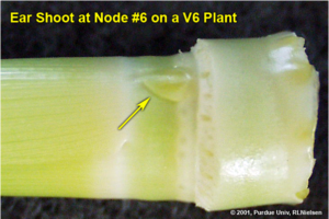 Ear Size Determination In Corn | Purdue University Pest&Crop newsletter