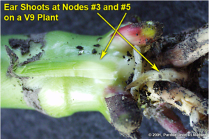 Ear Size Determination In Corn | Purdue University Pest&Crop newsletter