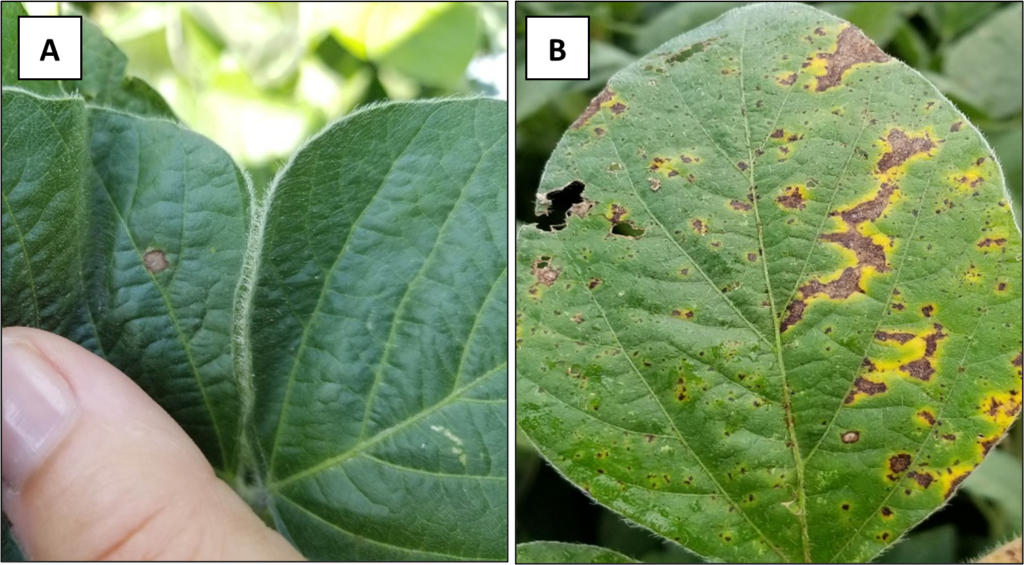 Field Crop Disease Update In Indiana | Purdue University Pest&Crop ...