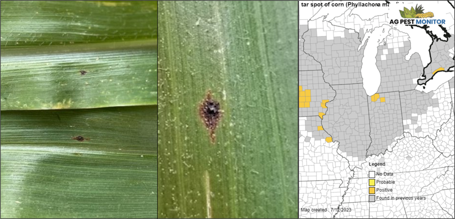 Field Crop Disease Update In Indiana | Purdue University Pest&Crop ...