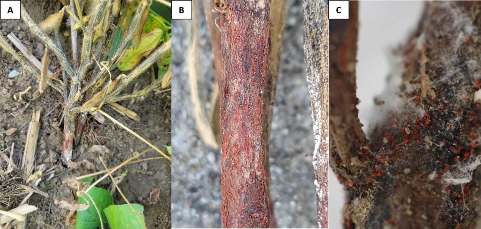Red Crown Rot Of Soybean: What To Do If You Suspect It Is In Your Field ...