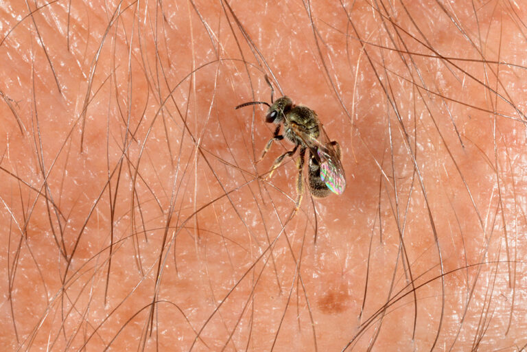 Annoying Swarms Of “Bees” And Mystery “Worms” On Corn! | Purdue ...