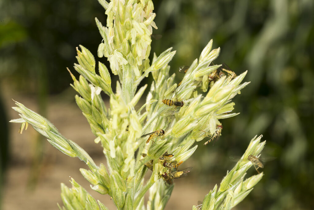 Annoying Swarms Of “Bees” And Mystery “Worms” On Corn! | Purdue ...