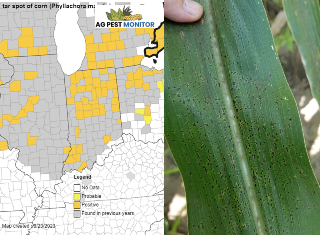 Tar Spot And Southern Corn Rust Update In Indiana | Purdue University ...