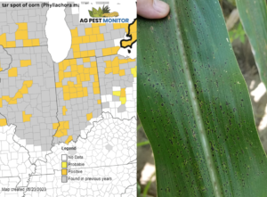 Tar Spot And Southern Corn Rust Update In Indiana | Purdue University ...